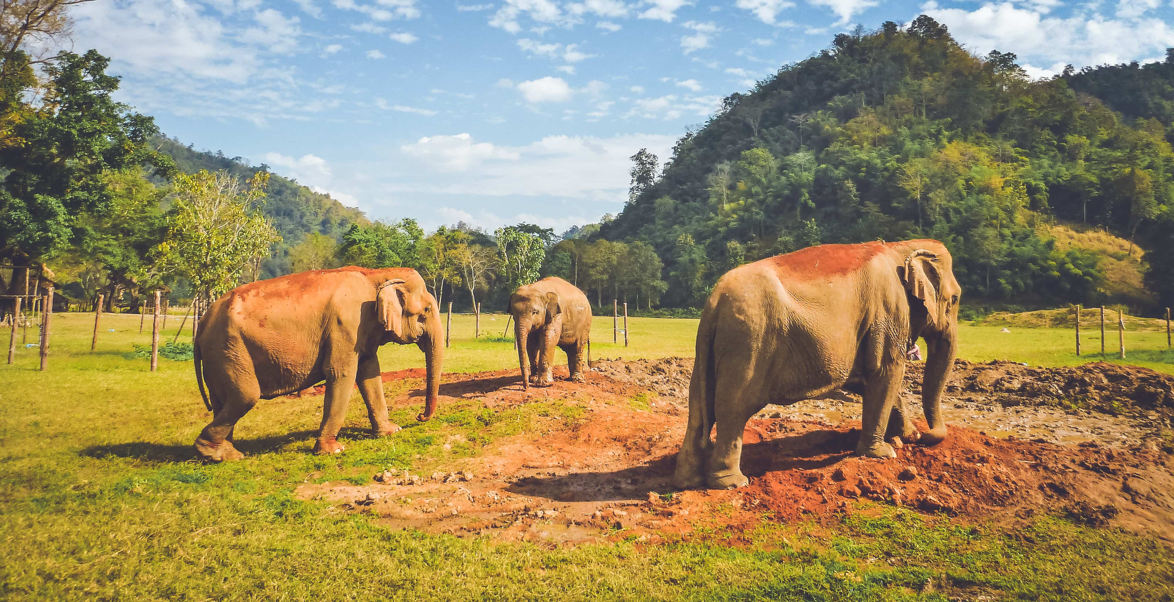 REISJUNK | #6 Verzorg olifanten in het Elephant Nature Park, Thailand