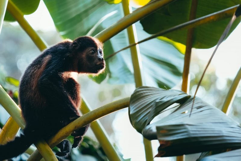 De ultieme reisroute voor Costa Rica + tips - REISJUNK