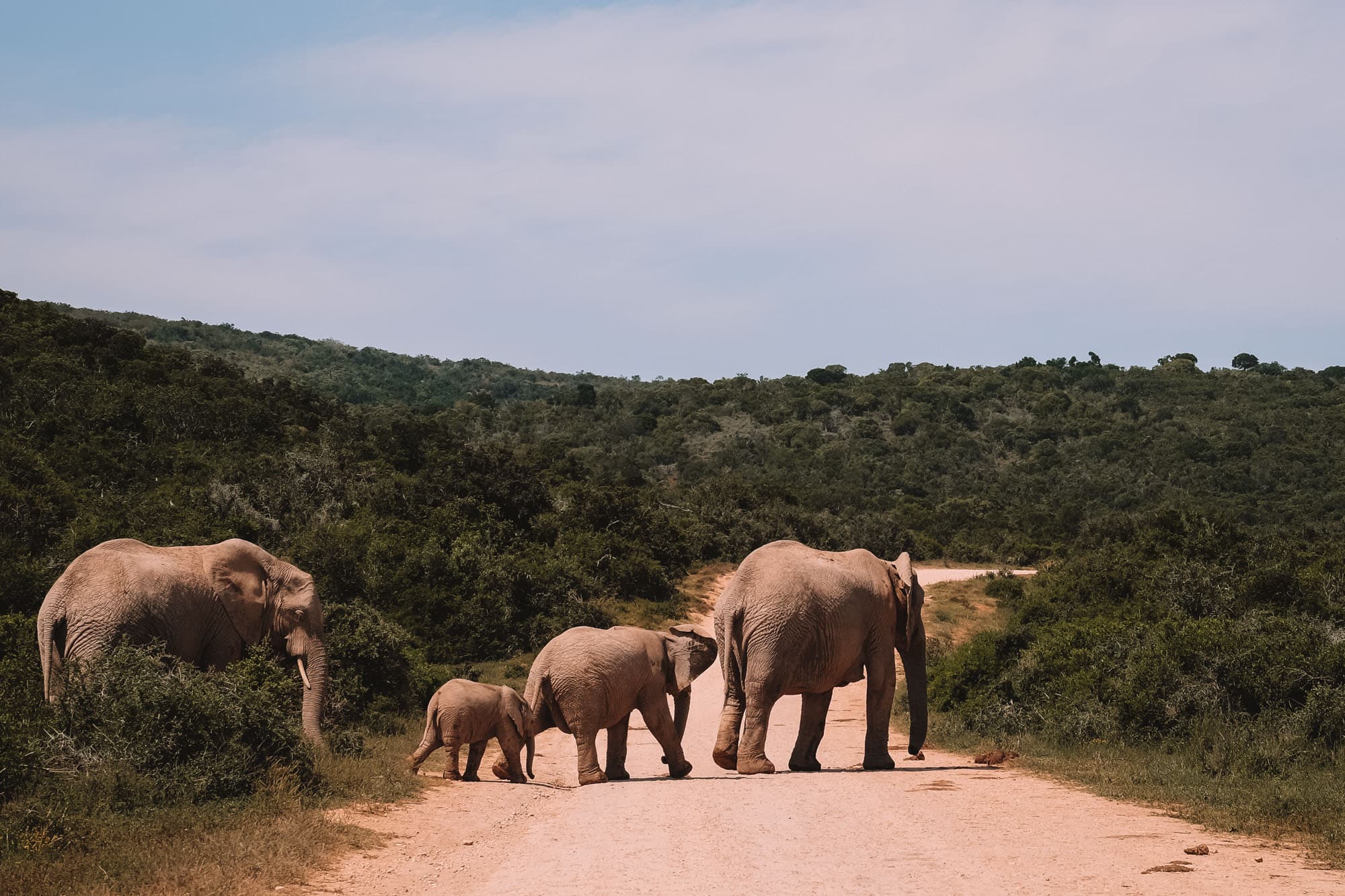 Tips voor een bezoek aan Addo Elephant Park - REISJUNK